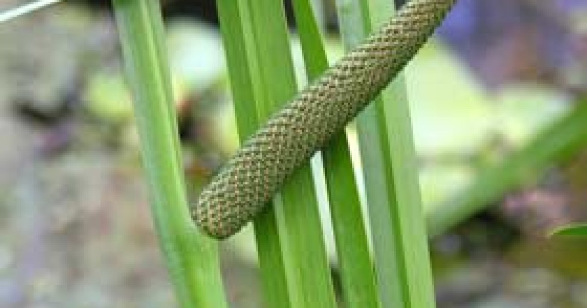 Remedii din rizomi de obligeană