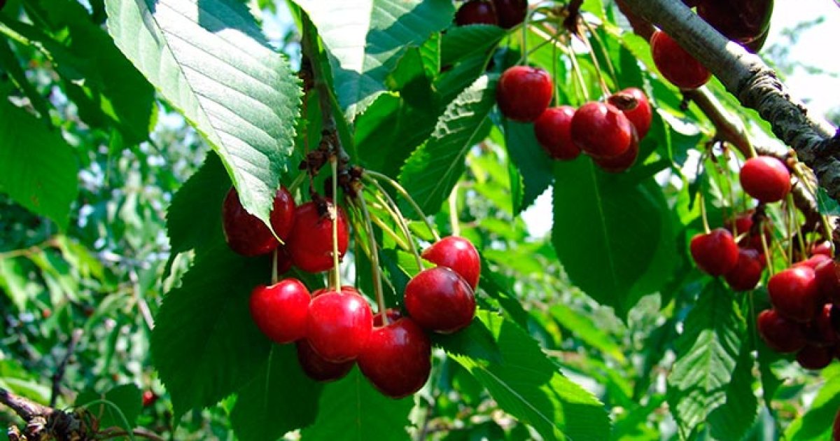 Cireşele, remedii naturiste de sezon