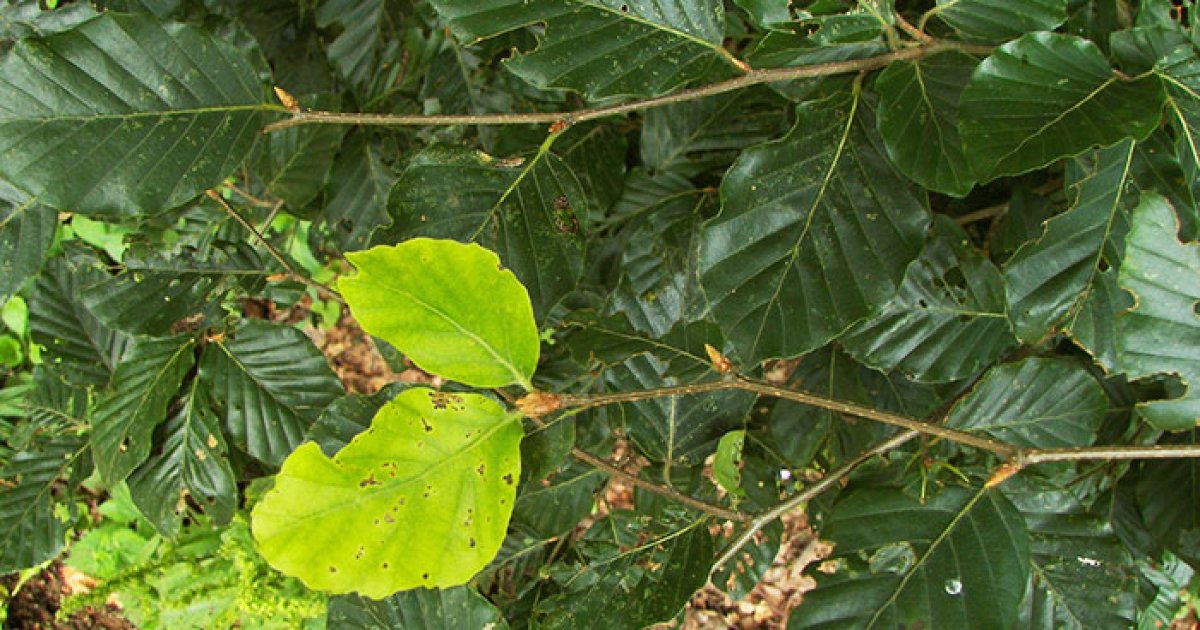 Fagul, un ajutor de nădejde în tratarea reumatismului