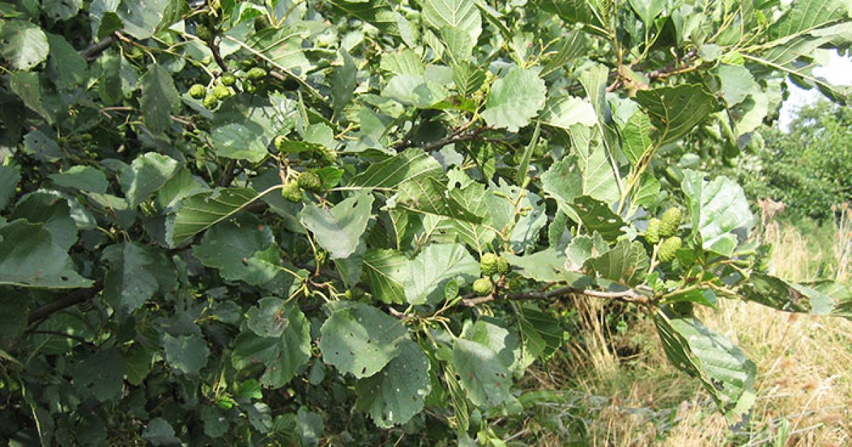 Despre proprietăţile terapeutice ale arinului