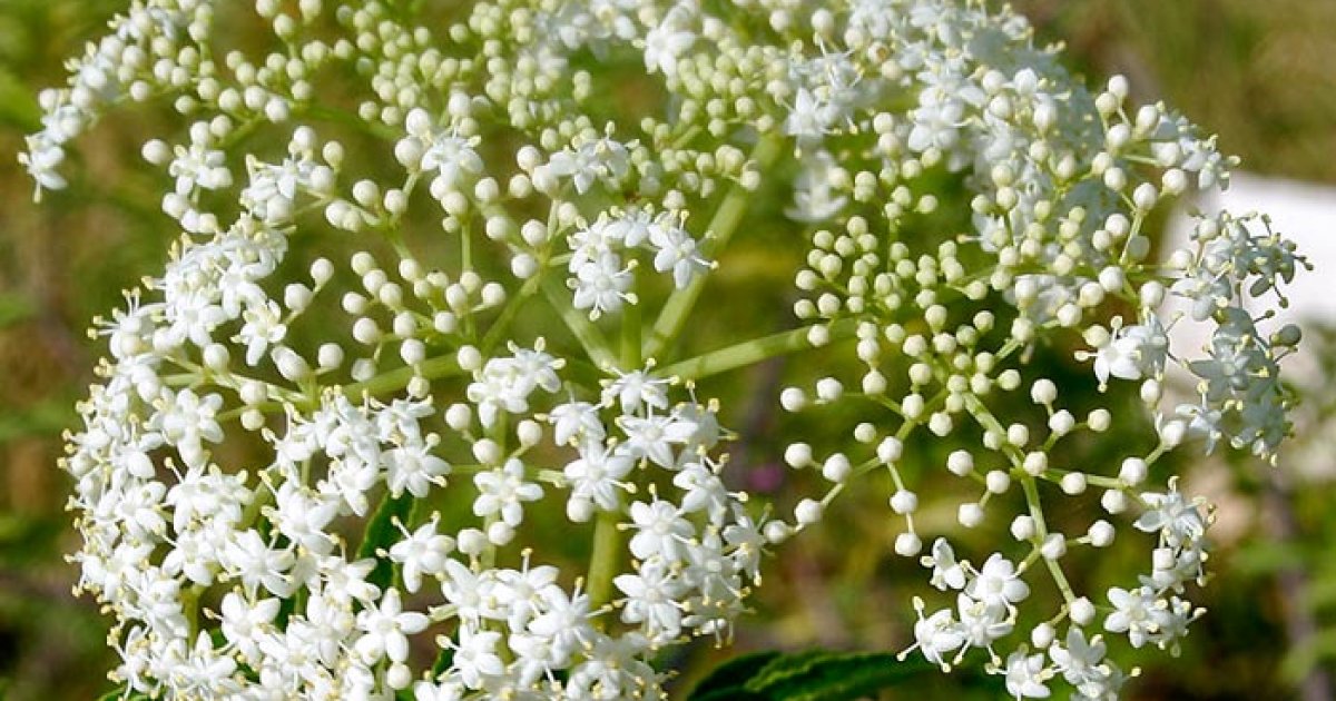 Socul, „doctorul“ din grădină