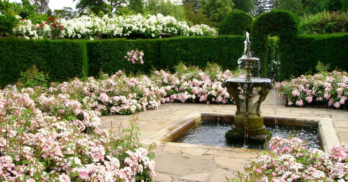 Trandafirul, de la floarea dragostei la simbolul patimilor