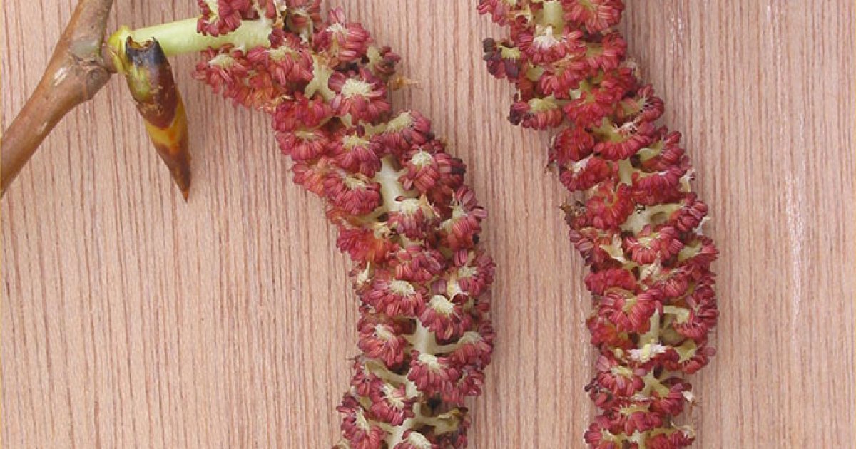 Mugurii de plop, un excelent remediu în bolile renale