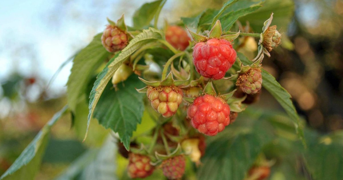 Murul și zmeurul, arbuști cu proprietăți vindecătoare