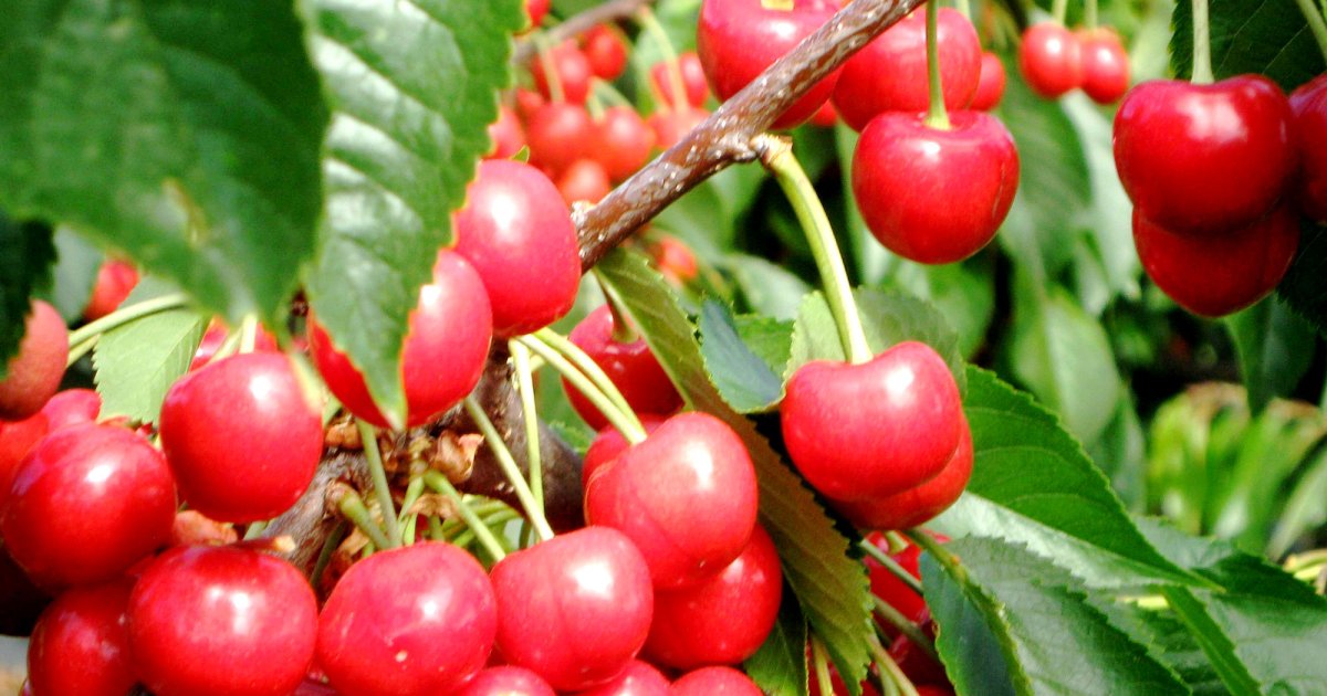 Cireşele, „medicamentele” din grădina verii