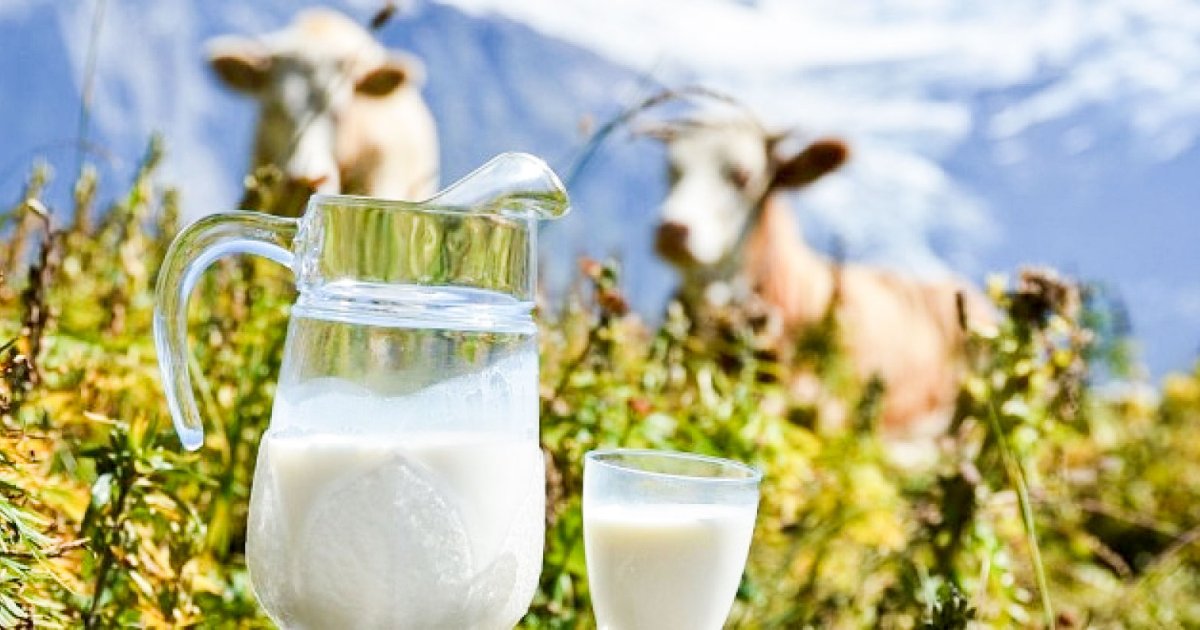 Mai mult lapte de vacă în fermele românești