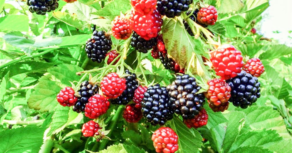 Murele, „vitaminele” verii