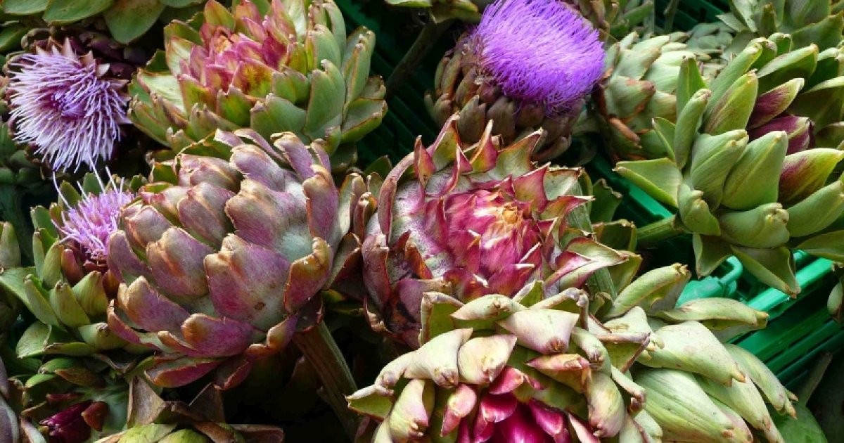 Anghinarea, o legumă nobilă