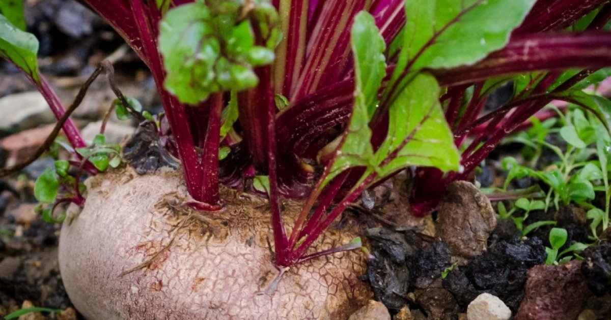 Sucul de sfeclă roșie, un adaos de vitamine