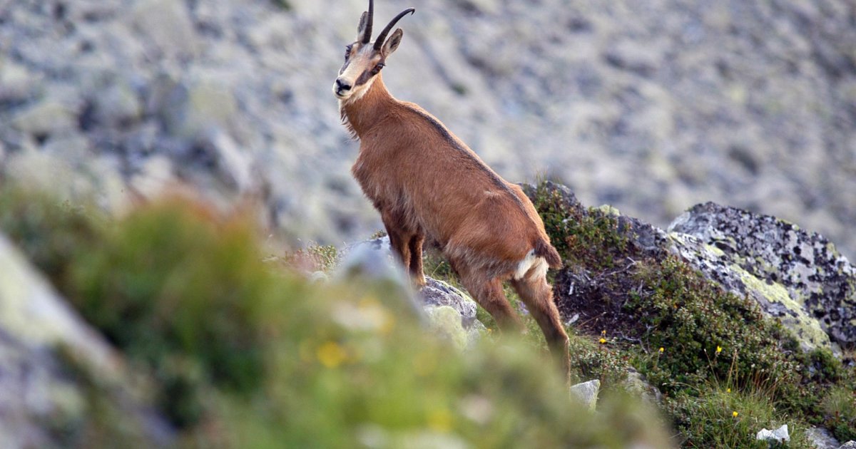 Ciocârlia şi capra neagră vor deveni specii protejate