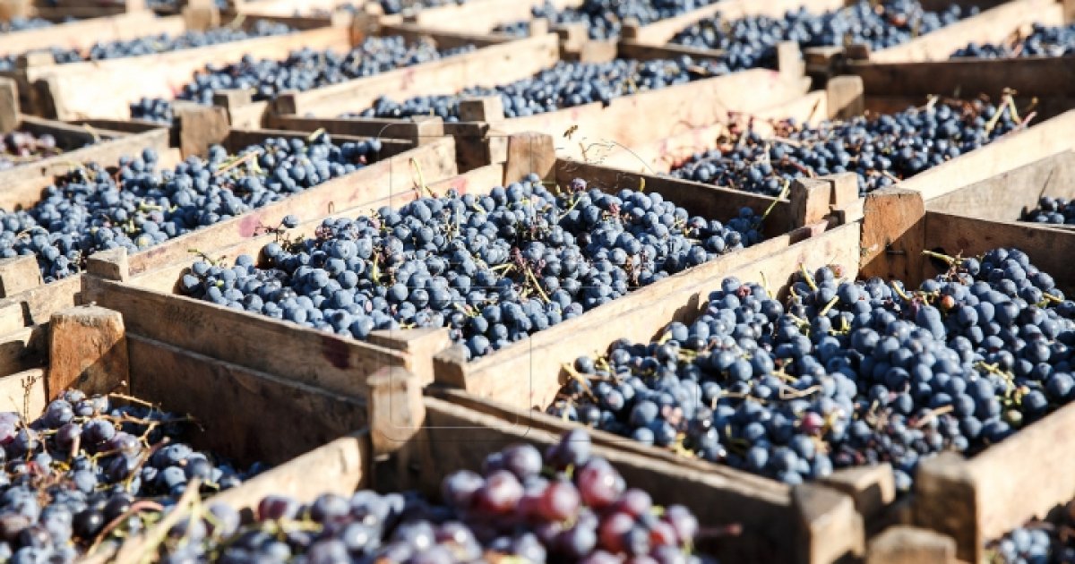 Căruțe cu struguri