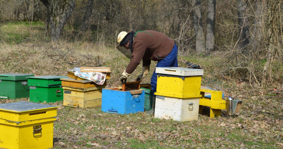 Plăți pentru apicultori