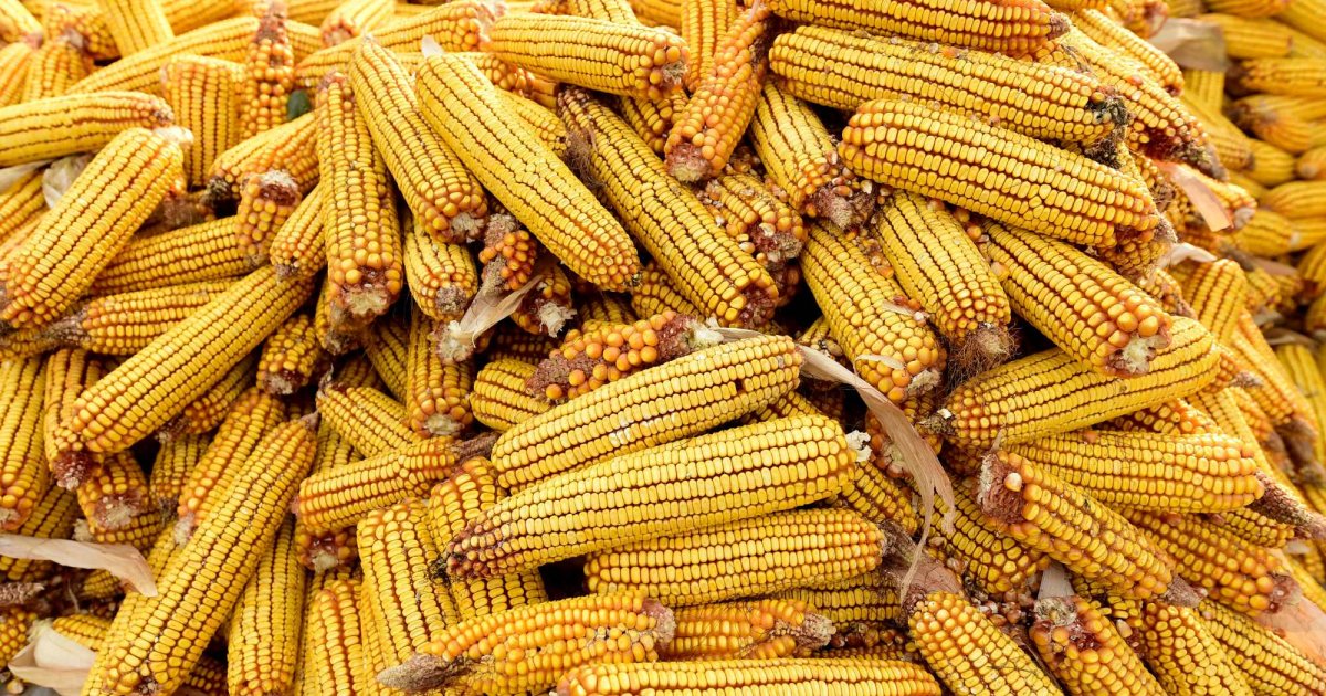 România, cel mai mare exportator de porumb