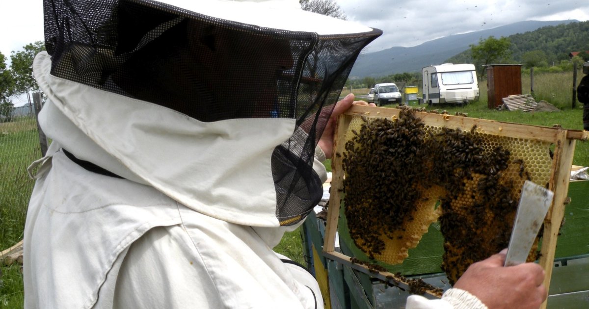 Peste 60 de milioane de lei pentru apicultori