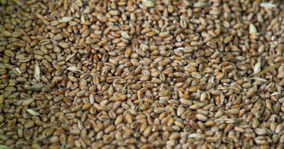 Recoltarea cerealelor, încheiată în Olt