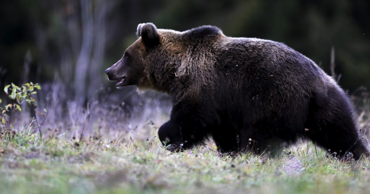 Cotă de prevenţie la urs de trei ori mai mare