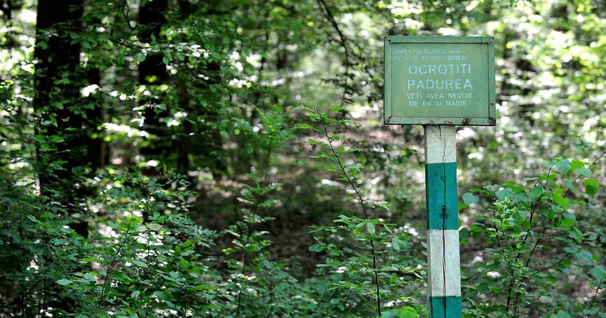 Defrișări interzise în aproape jumătate din pădurile României