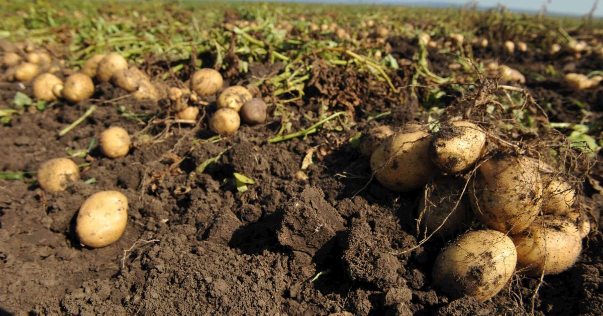 Perioadă optimă pentru plantarea cartofului
