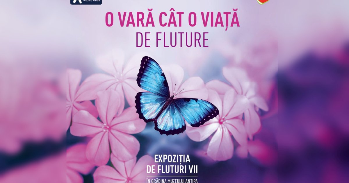 Fluturi exotici vii în București