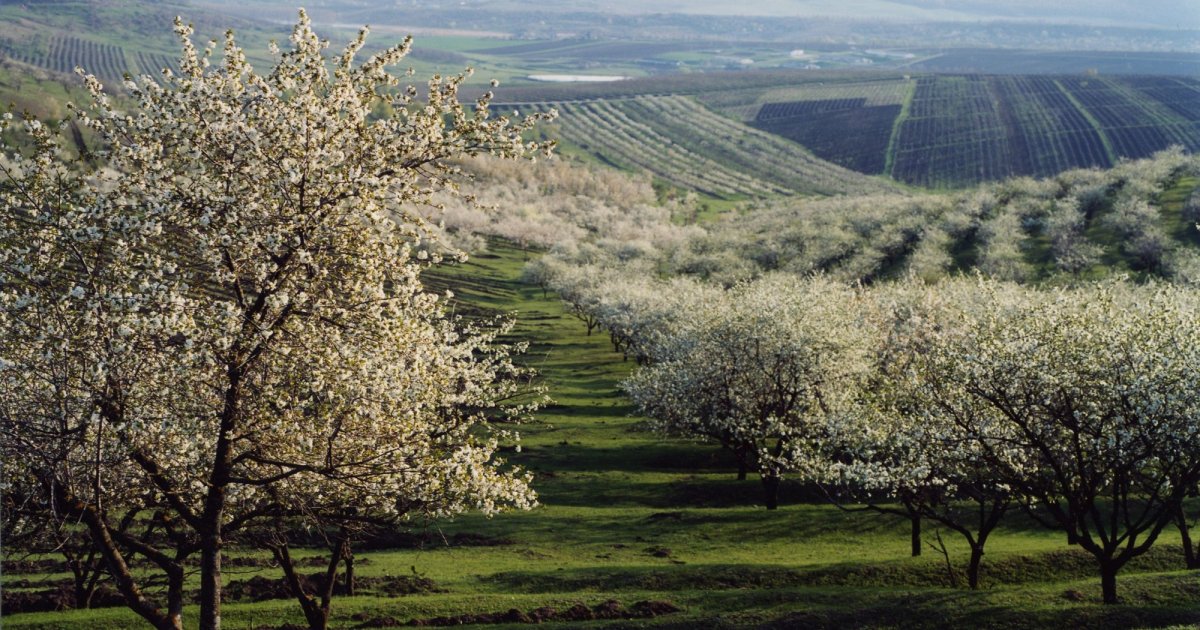 Livezi afectate de îngheţul târziu